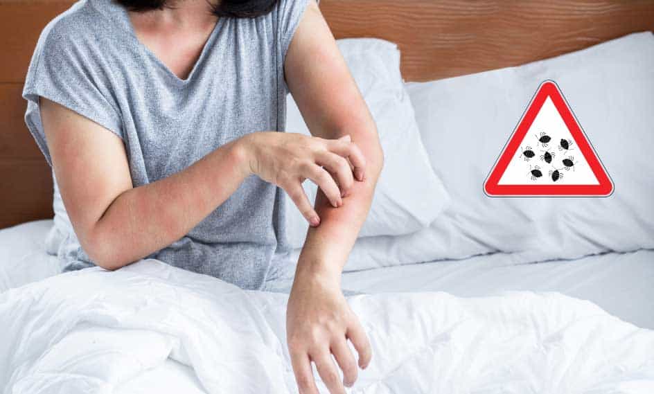 Bettwanzen bekämpfen – erkennen & effektiv entfernen – Fehn